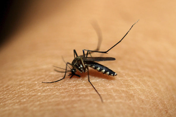 Need to Protect Yourself from Dengue Mosquito Bites? There’s an App for ...